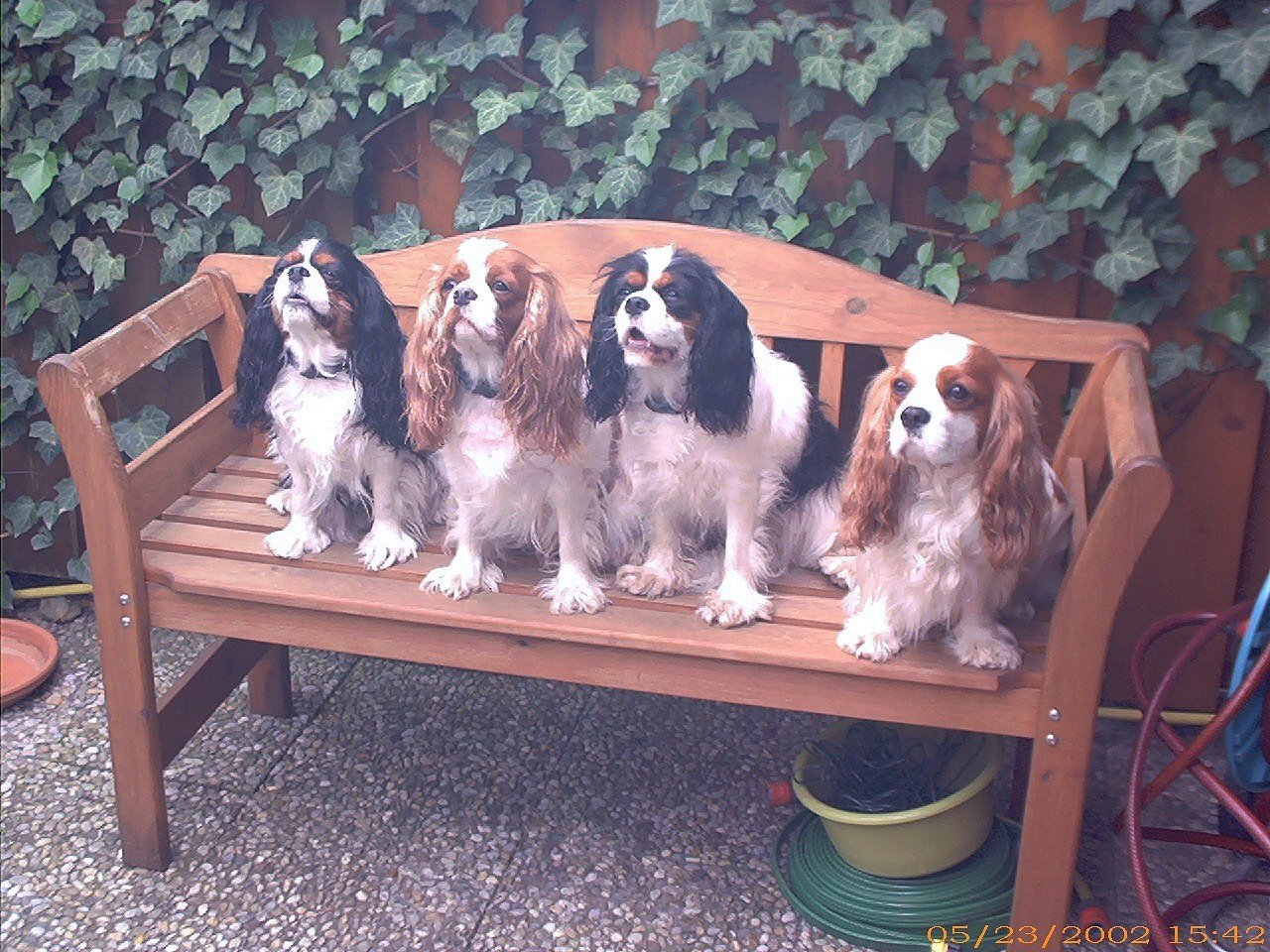 Beauty-Dog Piller | Lauf an der Pegnitz | Über uns