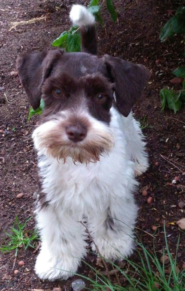 Beauty-Dog Piller | Lauf an der Pegnitz | Über uns